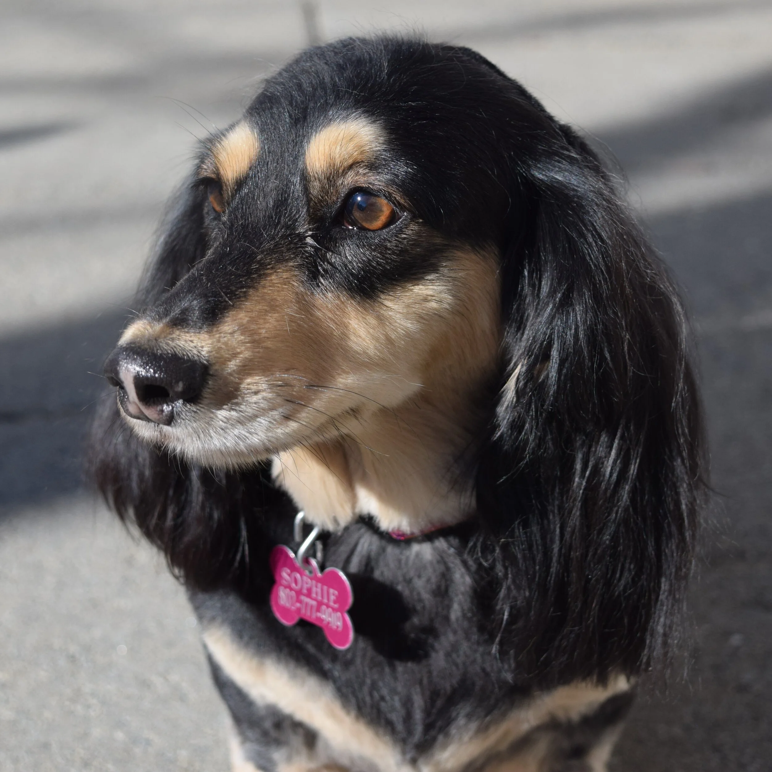 Grooming Services — Doggie Styles Salon Vermont