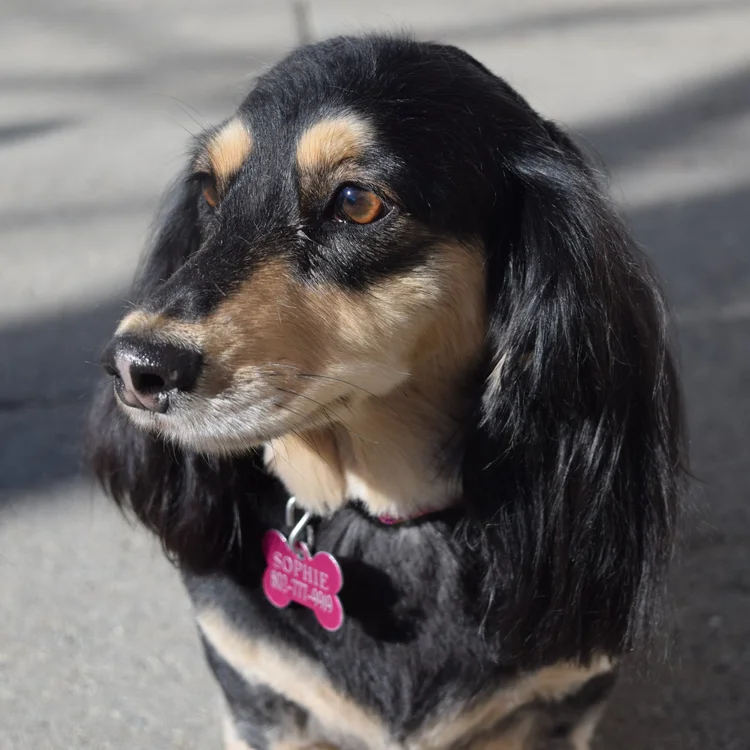 Grooming Services — Doggie Styles Salon