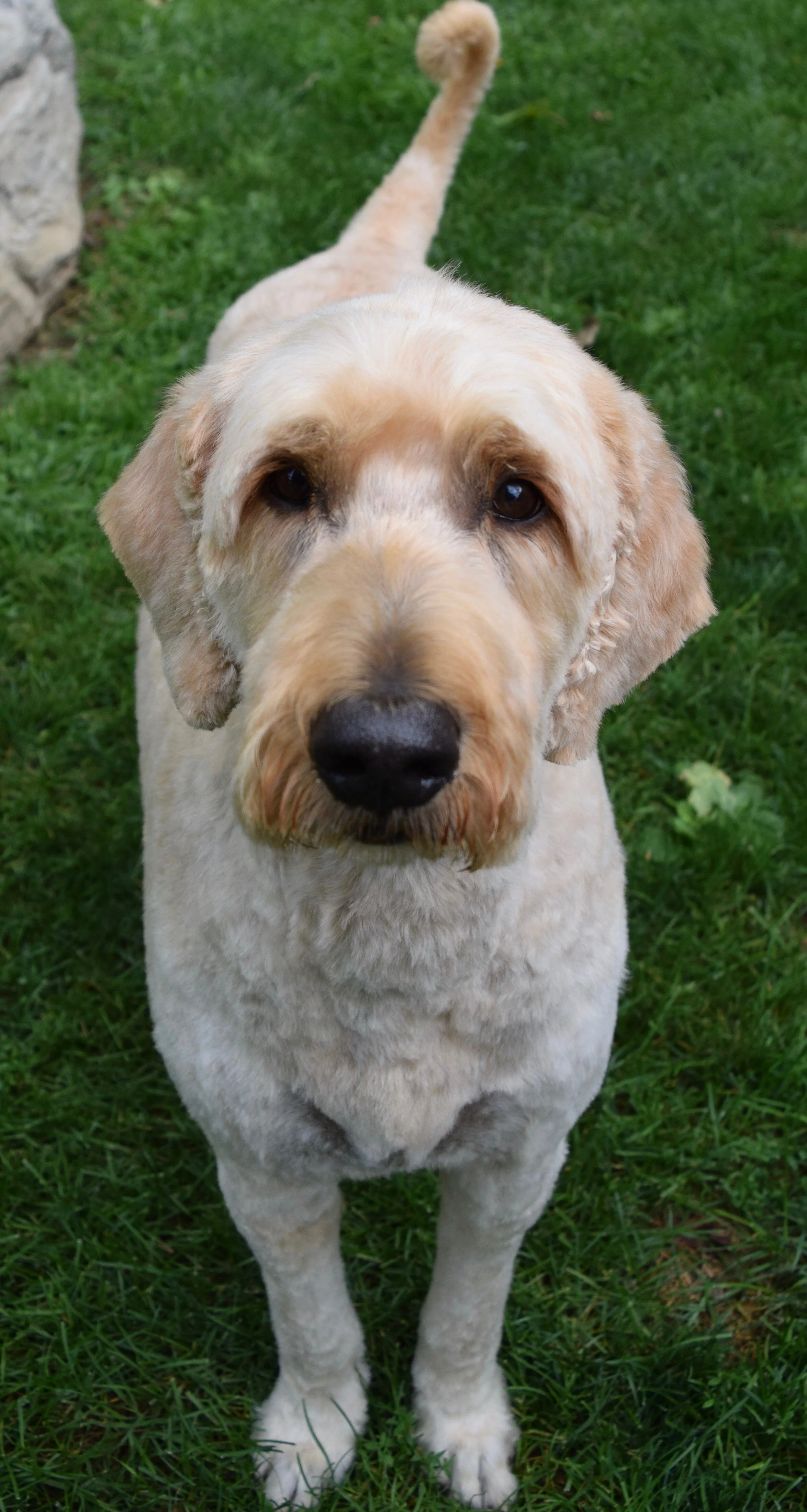 Grooming Services — Doggie Styles Salon Vermont