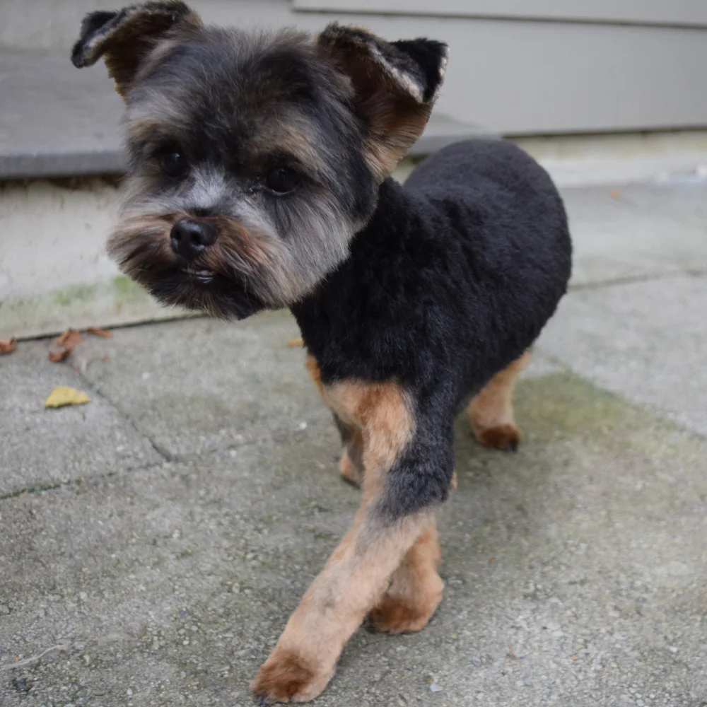 Grooming Services — Doggie Styles Salon