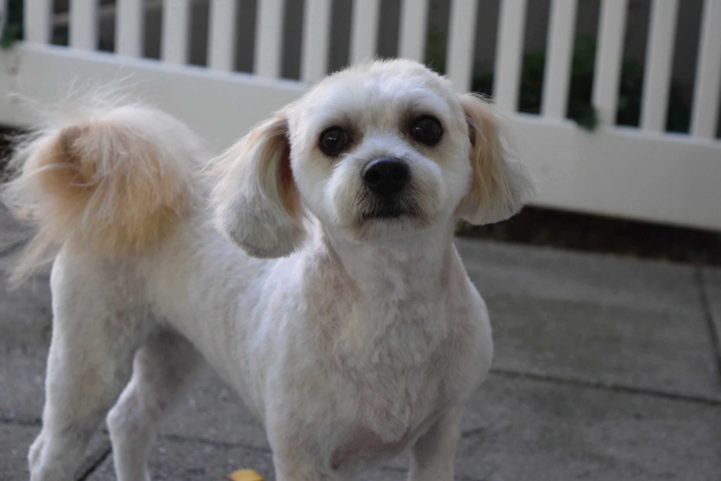 Grooming Services — Doggie Styles Salon Vermont