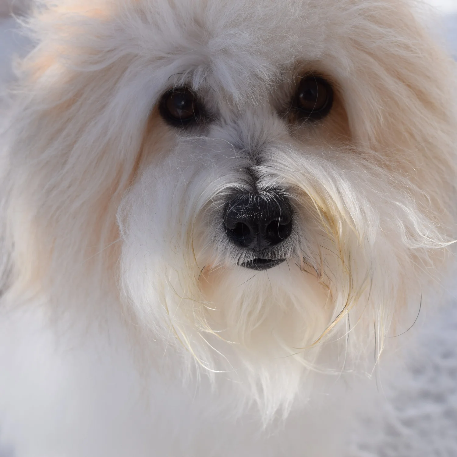 Grooming Services — Doggie Styles Salon Vermont