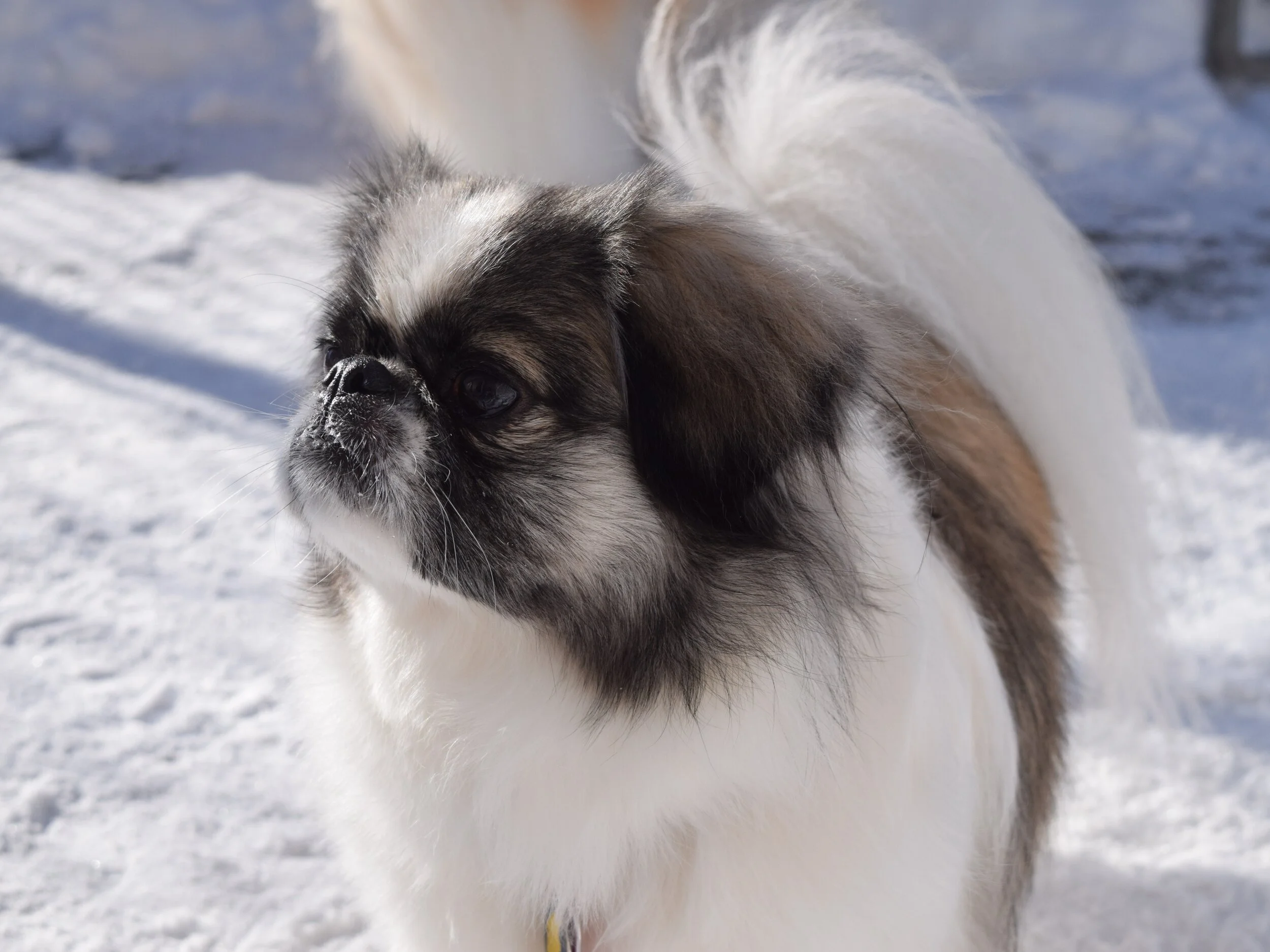 Grooming Services — Doggie Styles Salon Vermont