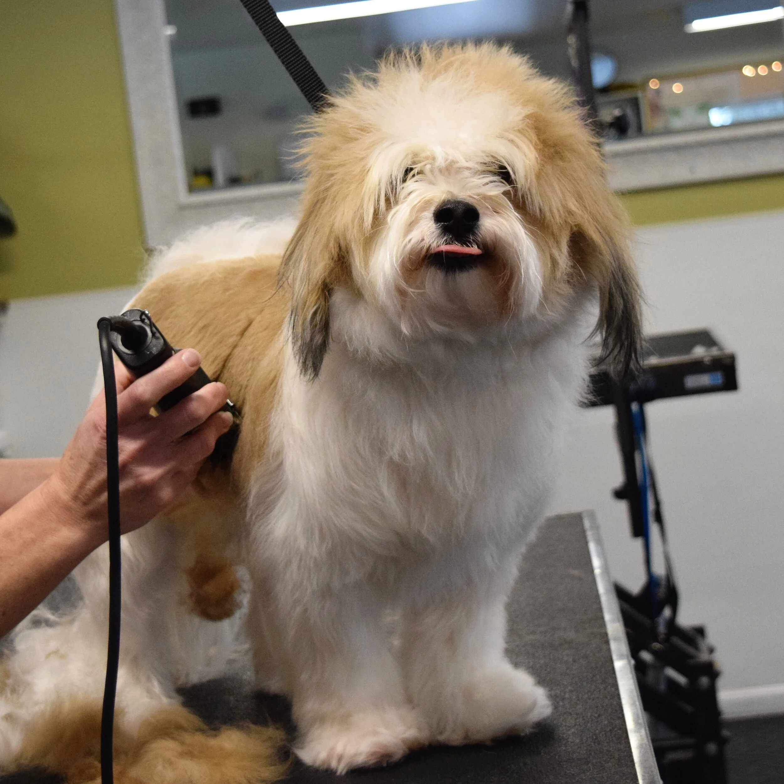 Doggie Styles Salon