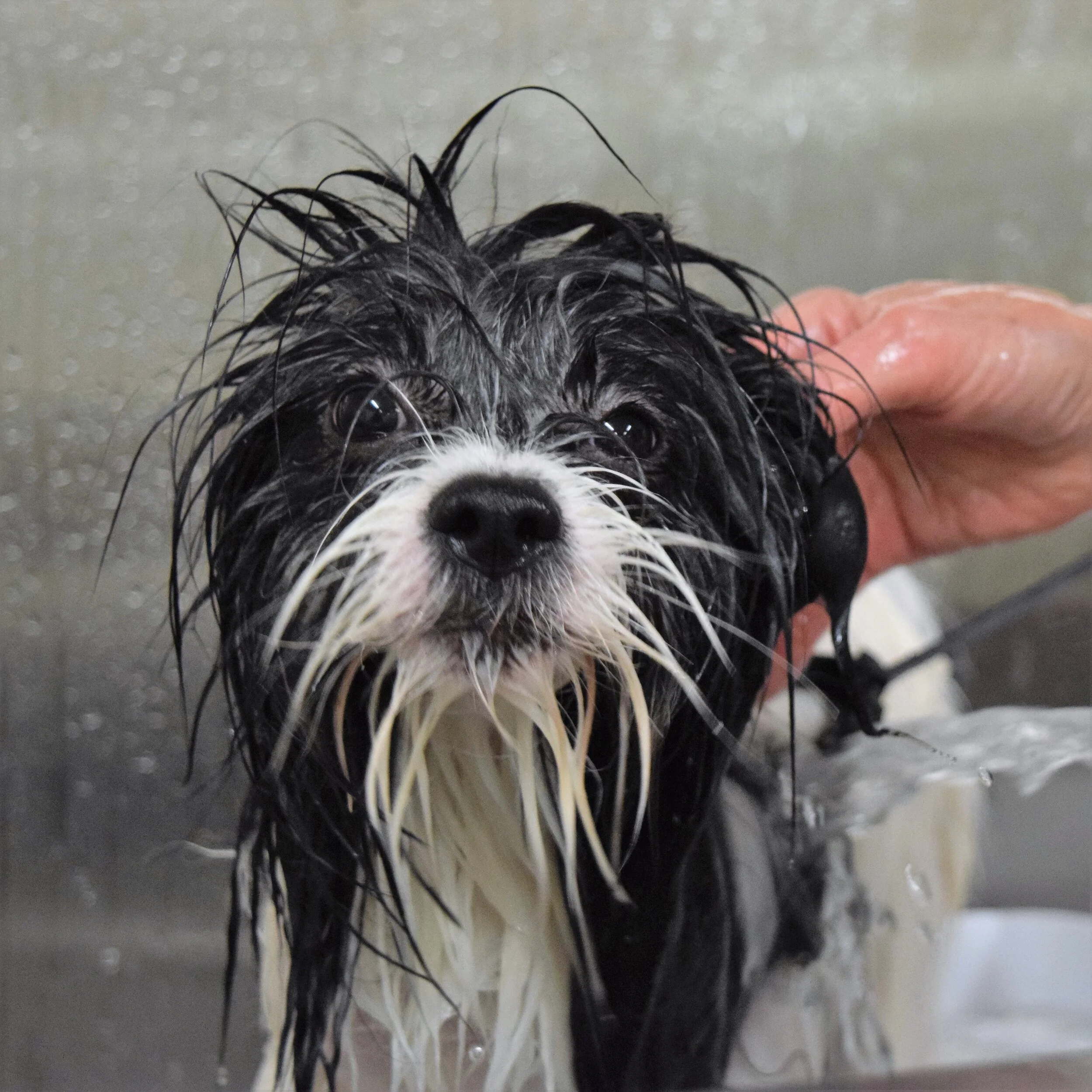 Doggie Styles Salon