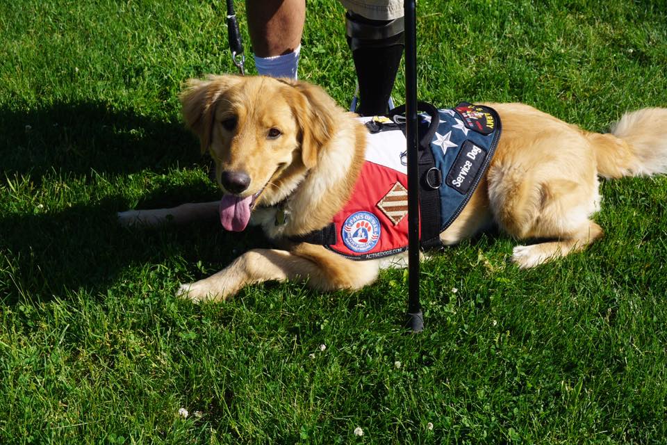 Service Dog Etiquette — Paws of War