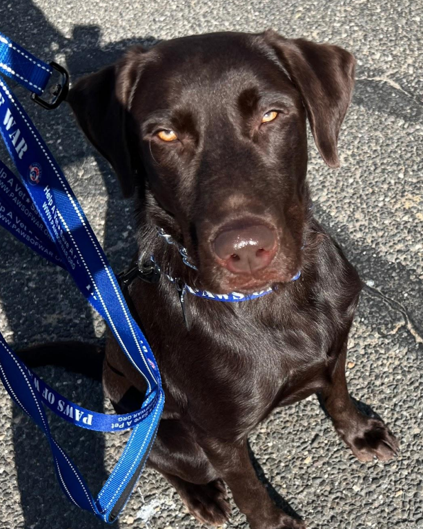 Dogs Available for Adoption — Paws of War