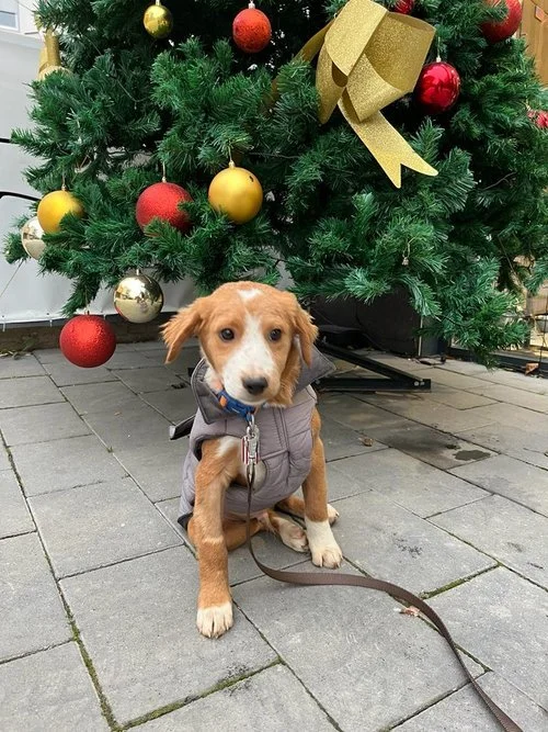 Adopt an Animal — Paws of War