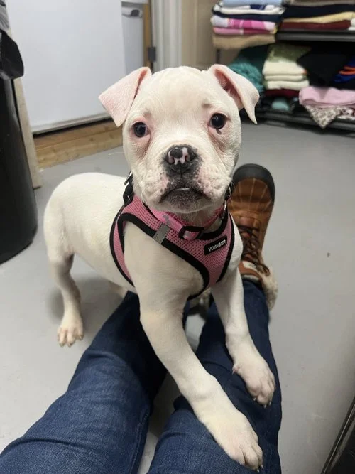 Adopt an Animal — Paws of War