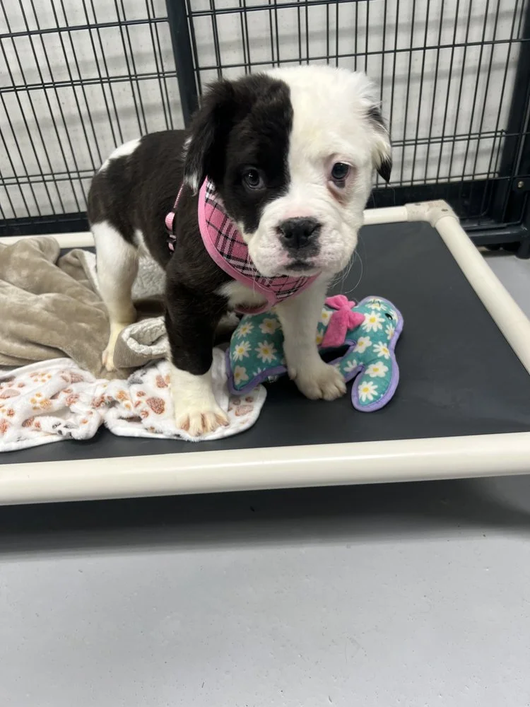 Adopt an Animal — Paws of War