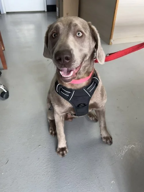 Adopt an Animal — Paws of War