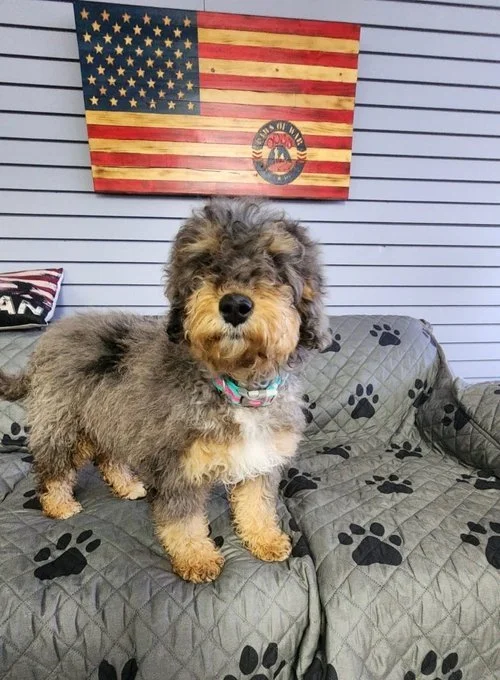 Adopt an Animal — Paws of War