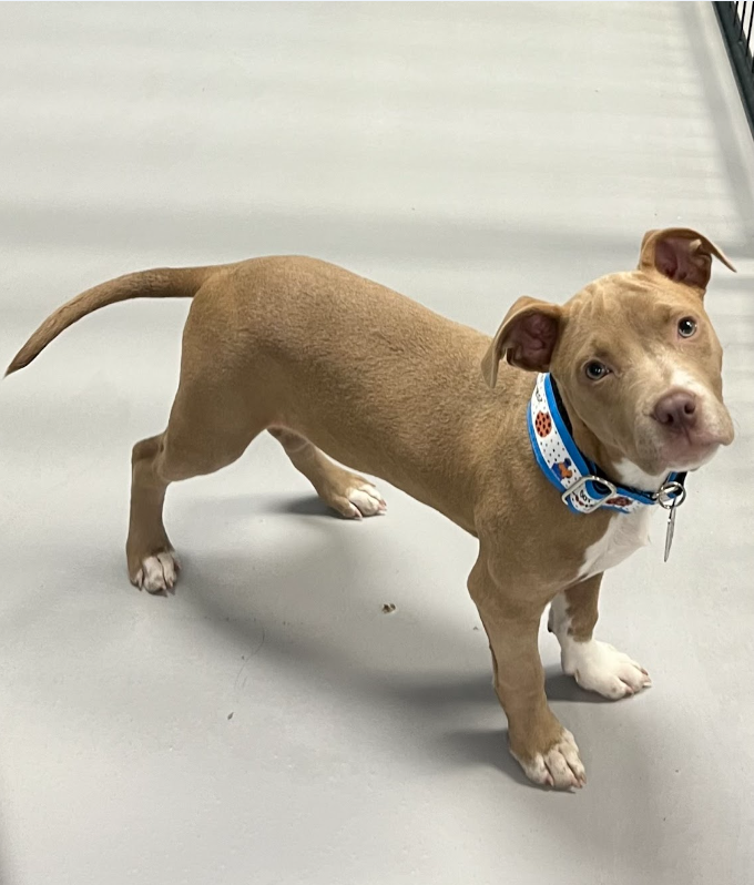 Dogs Available for Adoption — Paws of War