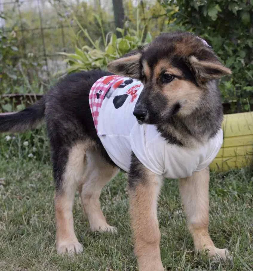 Dogs Available for Adoption — Paws of War