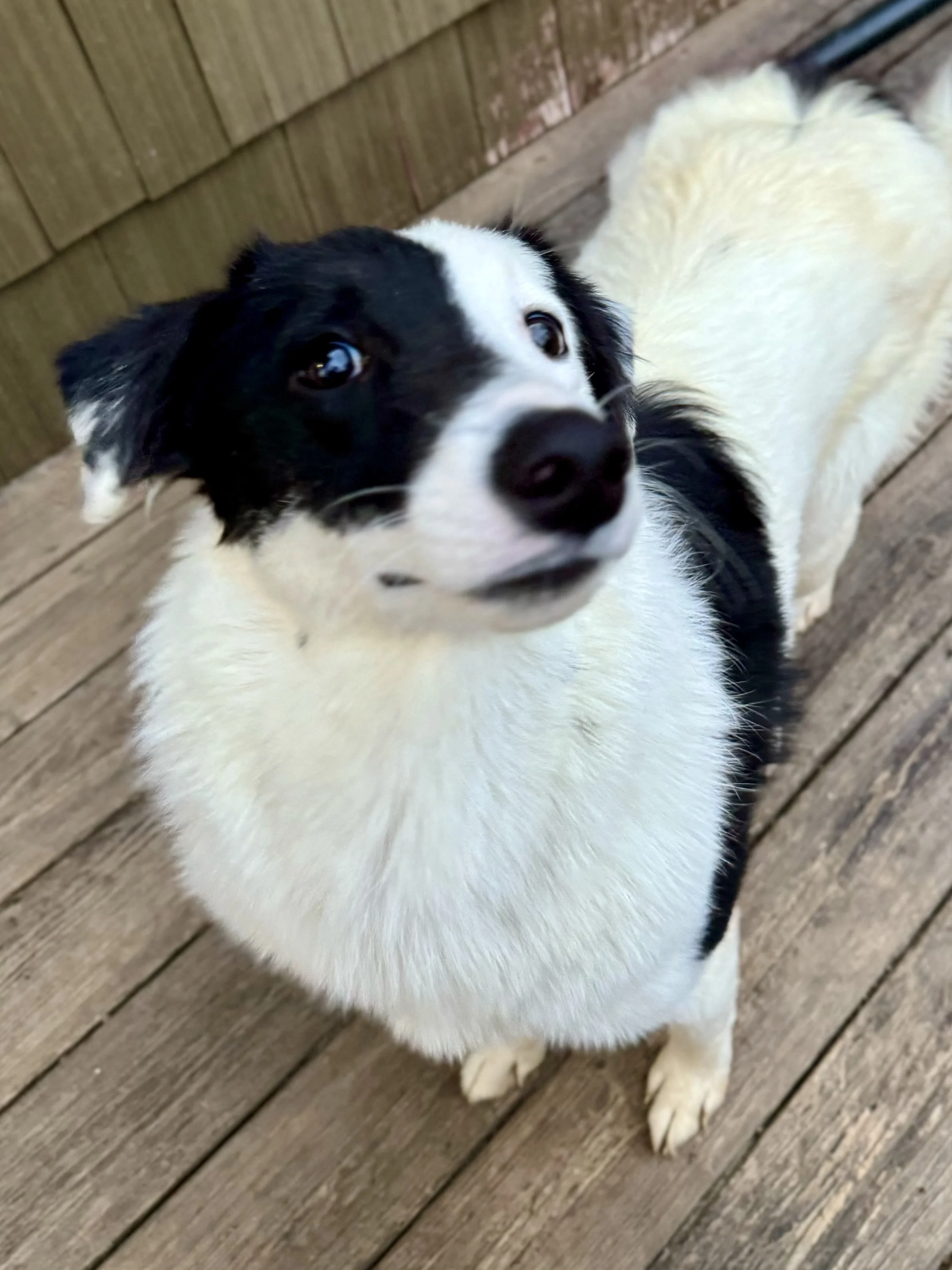 Meet our Dogs — Paws of War