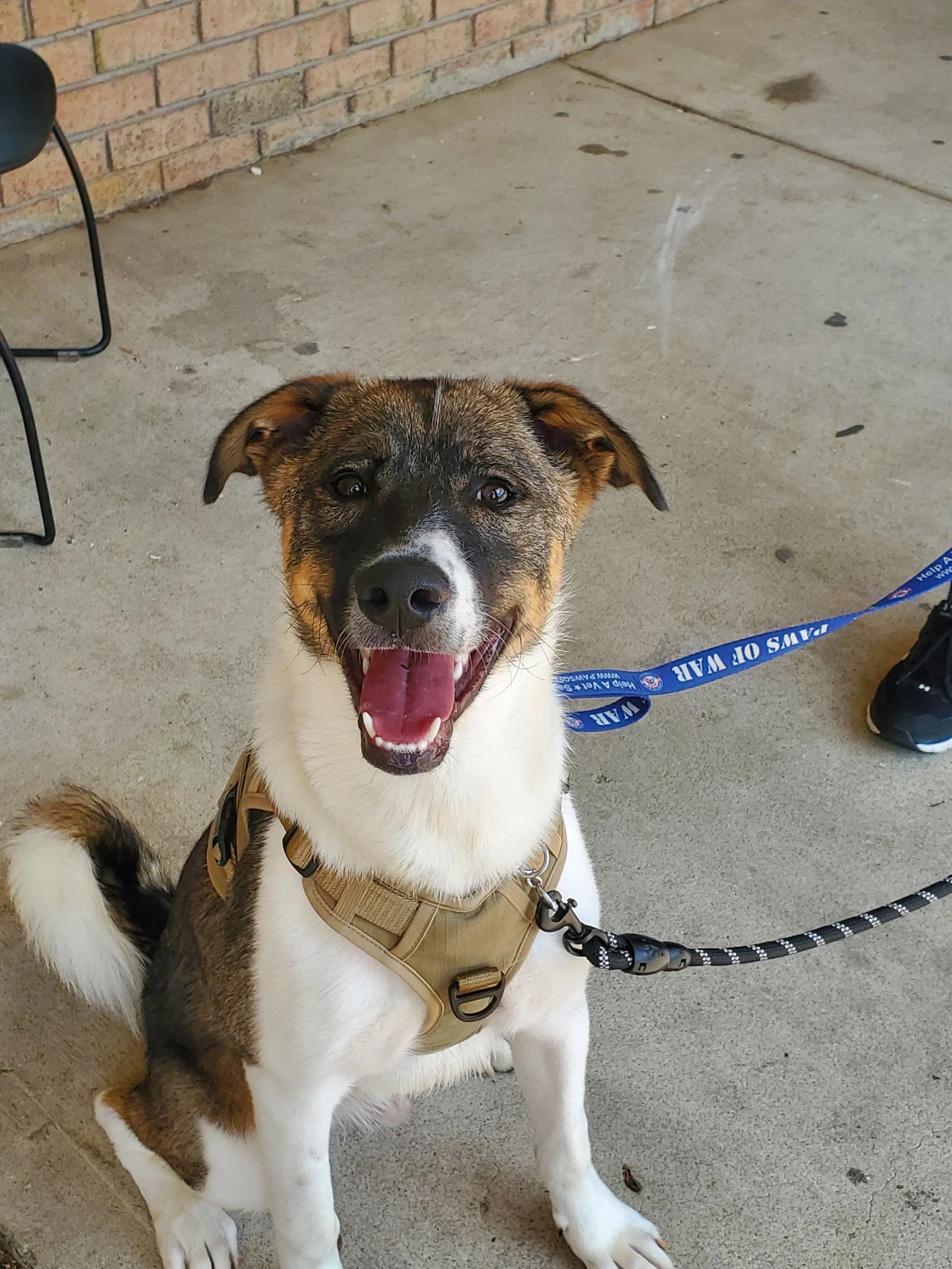 Dogs Available for Adoption — Paws of War