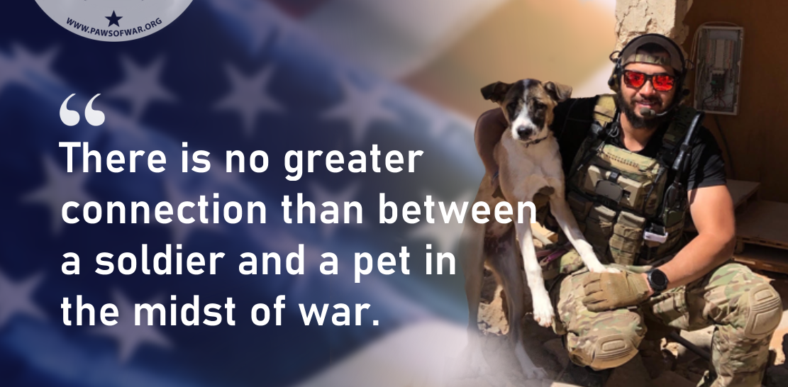 War Torn Pups & Cats — Paws of War