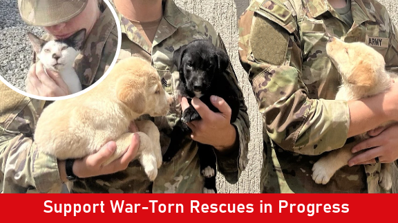 Paws of War