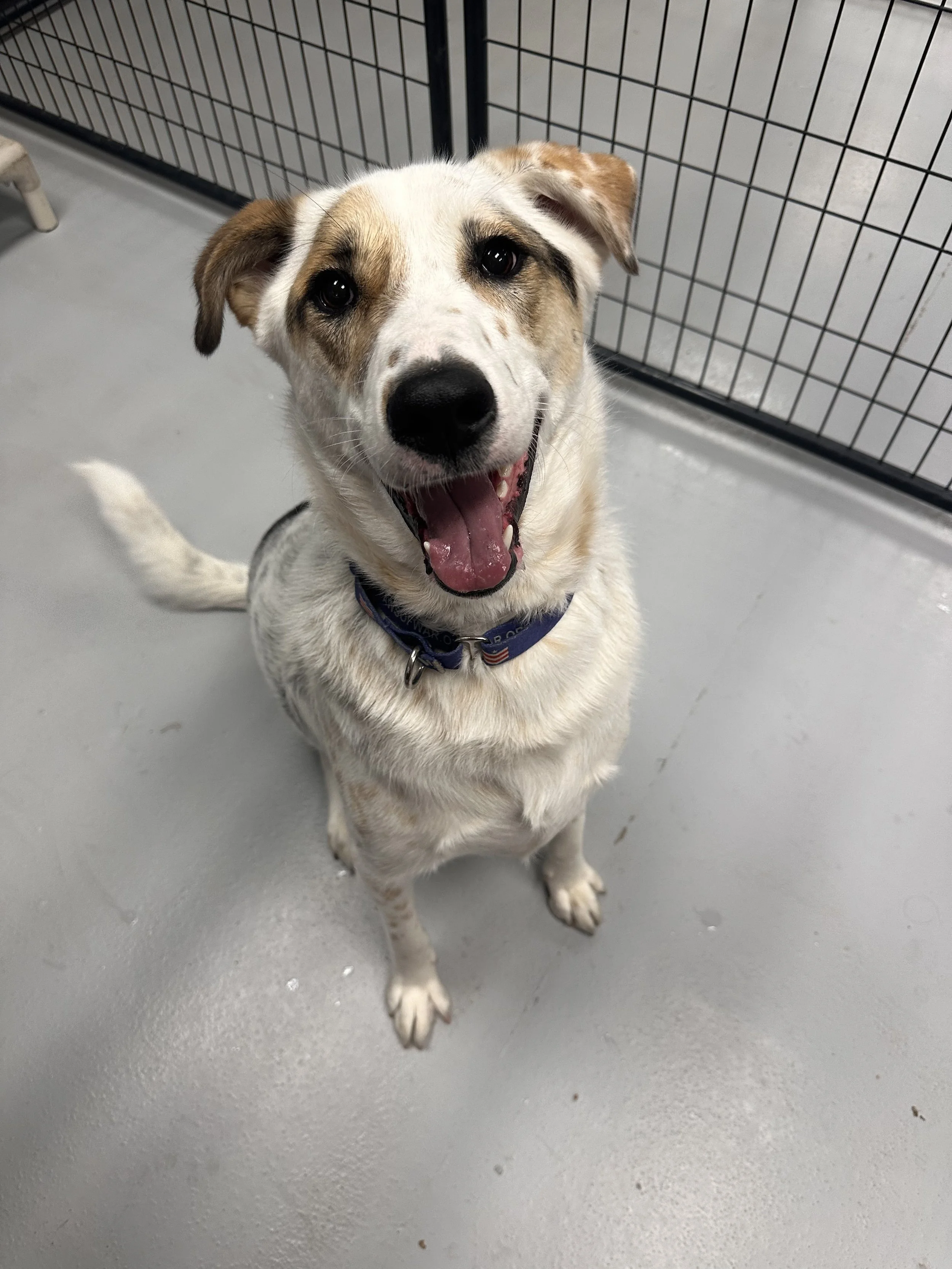 Dogs Available for Adoption — Paws of War