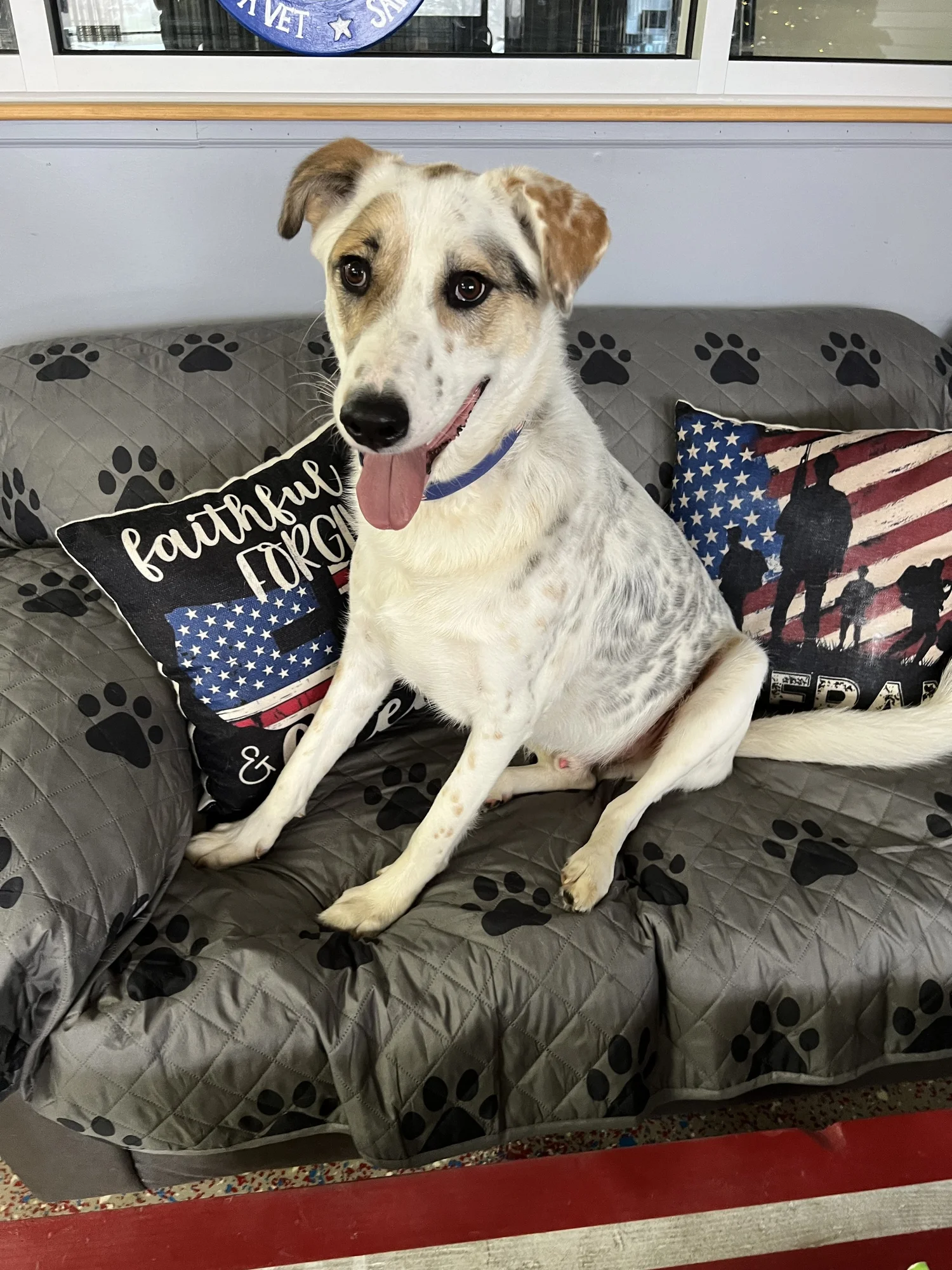 Dogs Available for Adoption — Paws of War