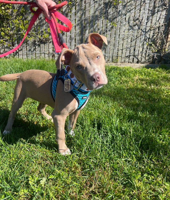 Dogs Available for Adoption — Paws of War