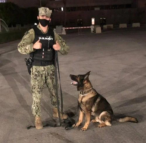 MWD - Military Working Dogs — Paws of War