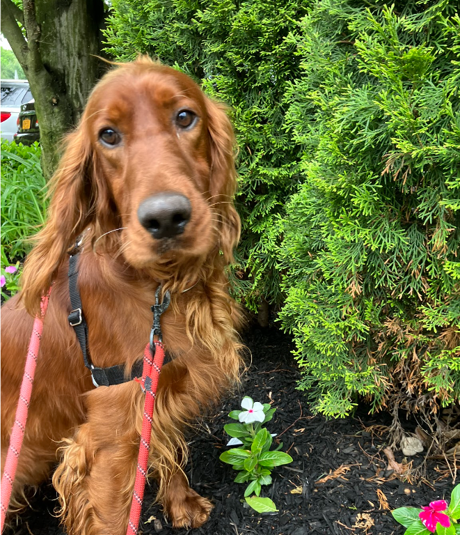 Dogs Available for Adoption — Paws of War