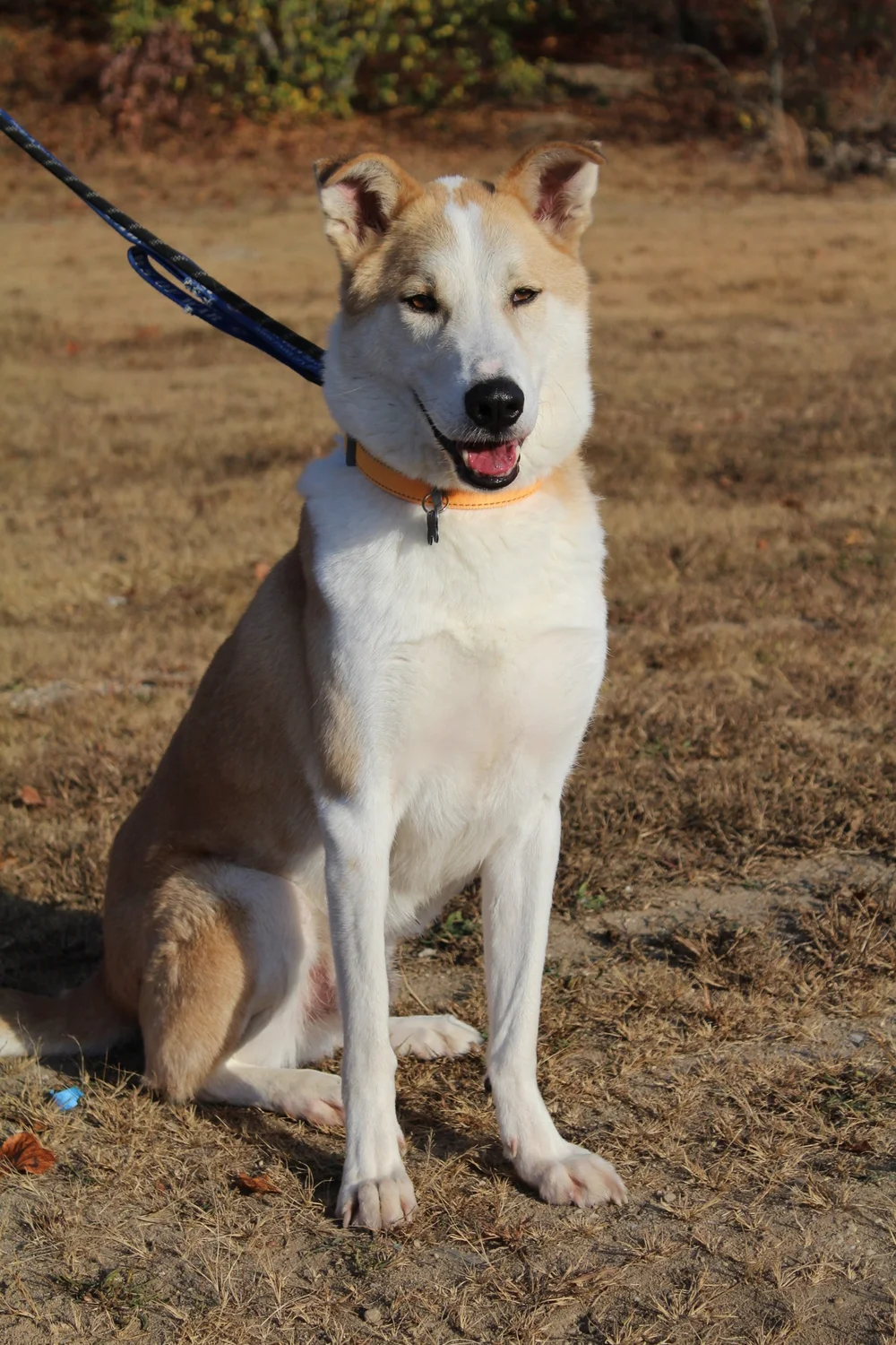 Meet our Dogs — Paws of War