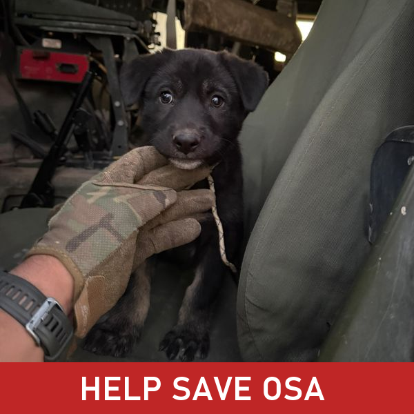 War Torn Pups & Cats — Paws of War