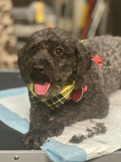 Dogs Available for Adoption — Paws of War