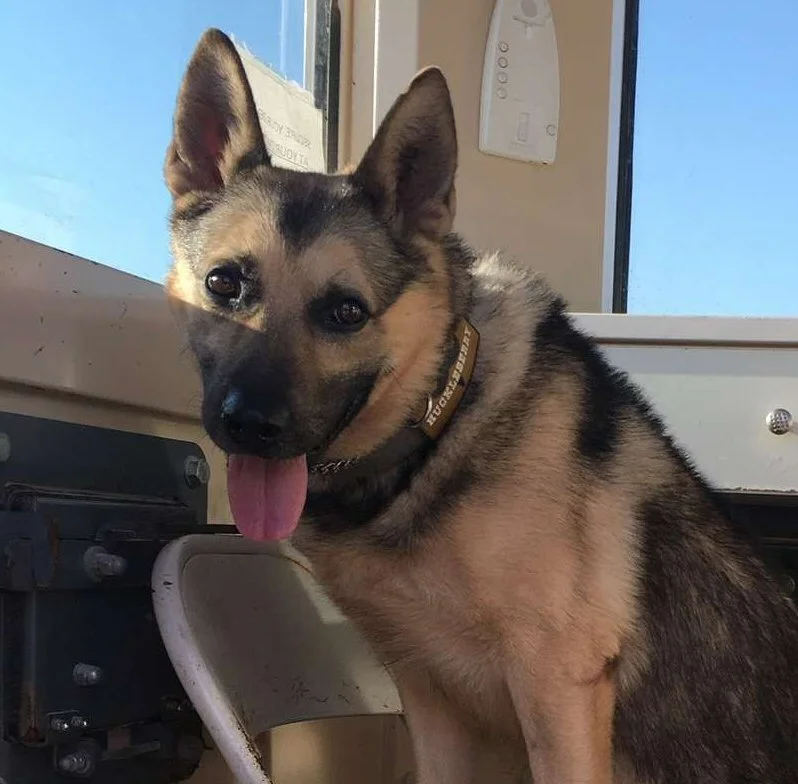 MWD - Military Working Dogs — Paws of War