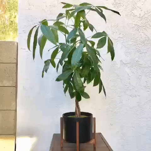 Money Tree Animated Gif