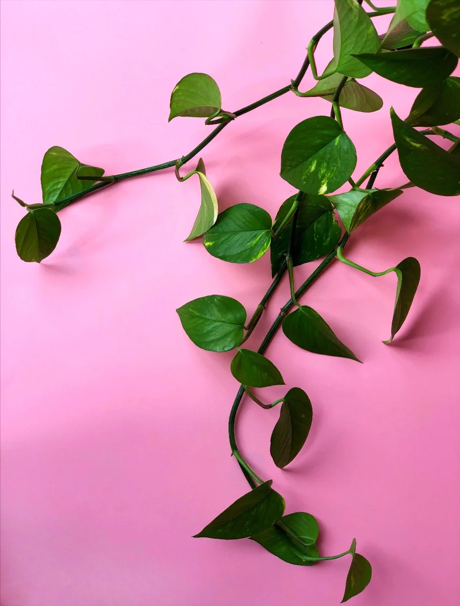 The Easy Pothos — Plant Care Tips and More · La Résidence
