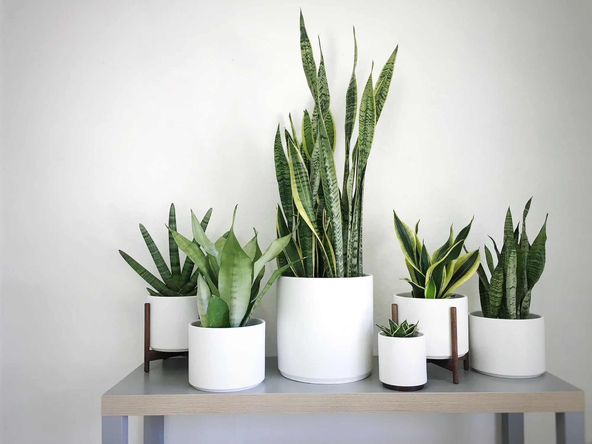 Stunning Sansevierias Our All Time Favorite Snake Plant Varieties Stunning Sansevierias Our All Time Favorite Snake Plant Varieties