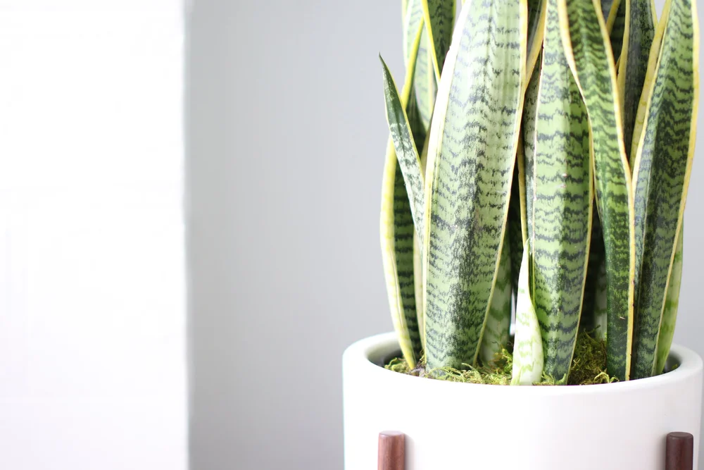 Our All-Time Favorite Large Leaf Tropical Plants — Plant Care Tips and ...