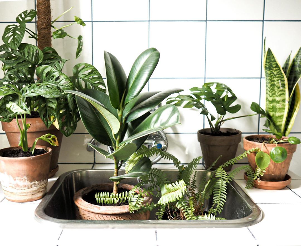 5 Ways To Pamper Your Plants — Plant Care Tips and More · La Résidence