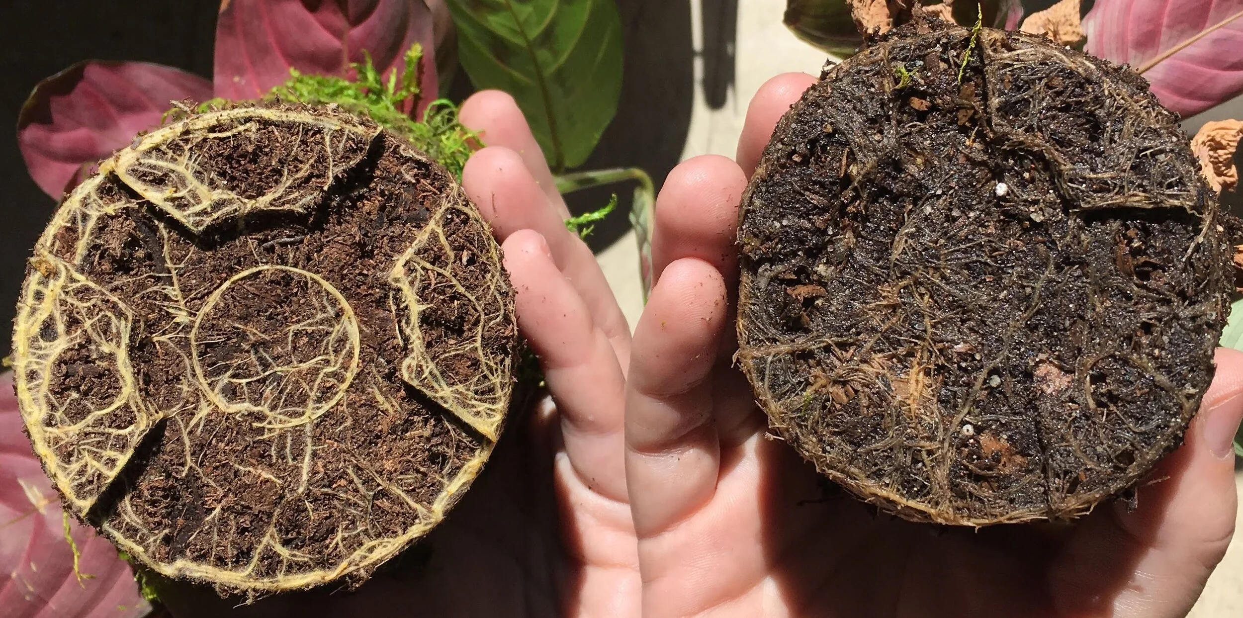 Diagnosing And Treating Root Rot In Fiddle Leaf Figs La R sidence 