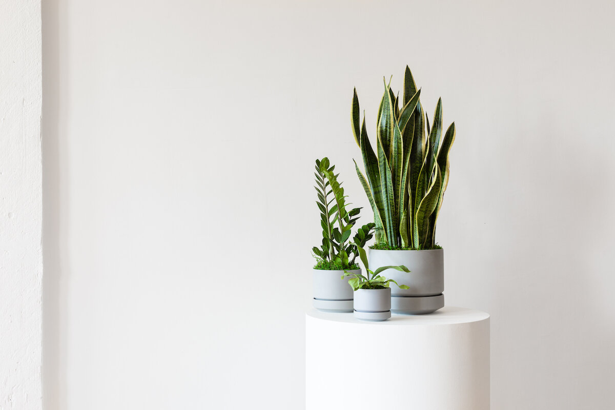 6 Secrets of Scandinavian Design And How to Use Them — Plant Care Tips ...