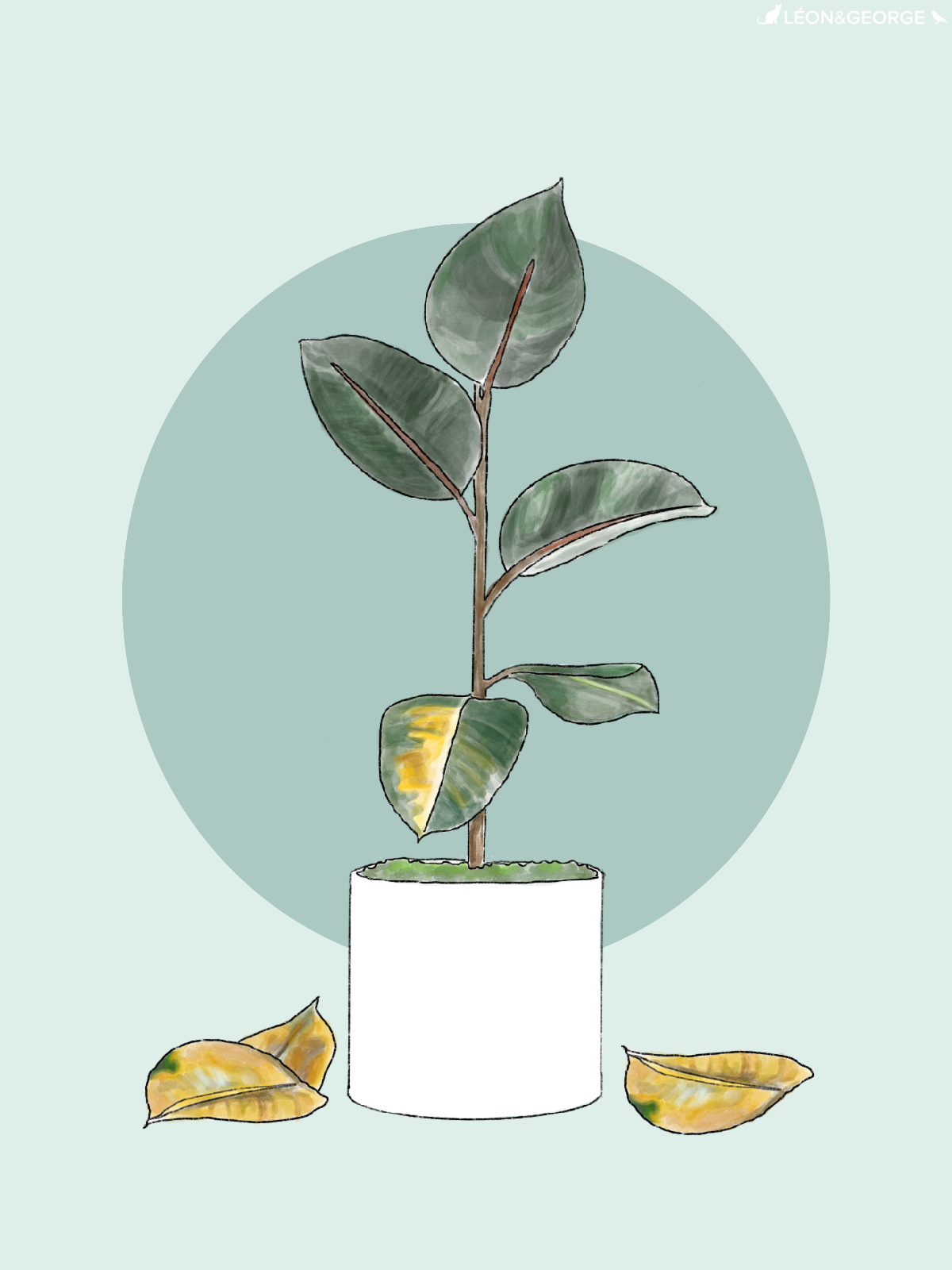 How to Care for and Grow Your Rubber Tree — Plant Care Tips and More ...