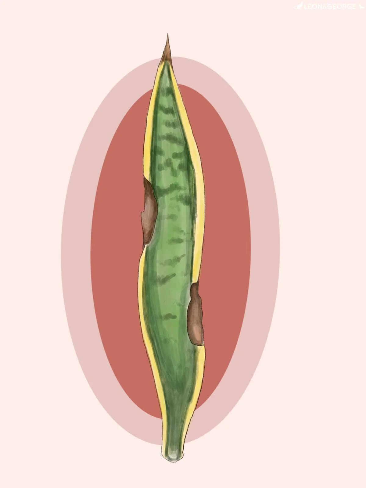 How To Care For And Grow Your Snake Plant Plant Care Tips And More