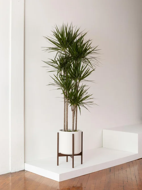 How to Care for and Grow Your Dragon Tree — Plant Care Tips and More ...