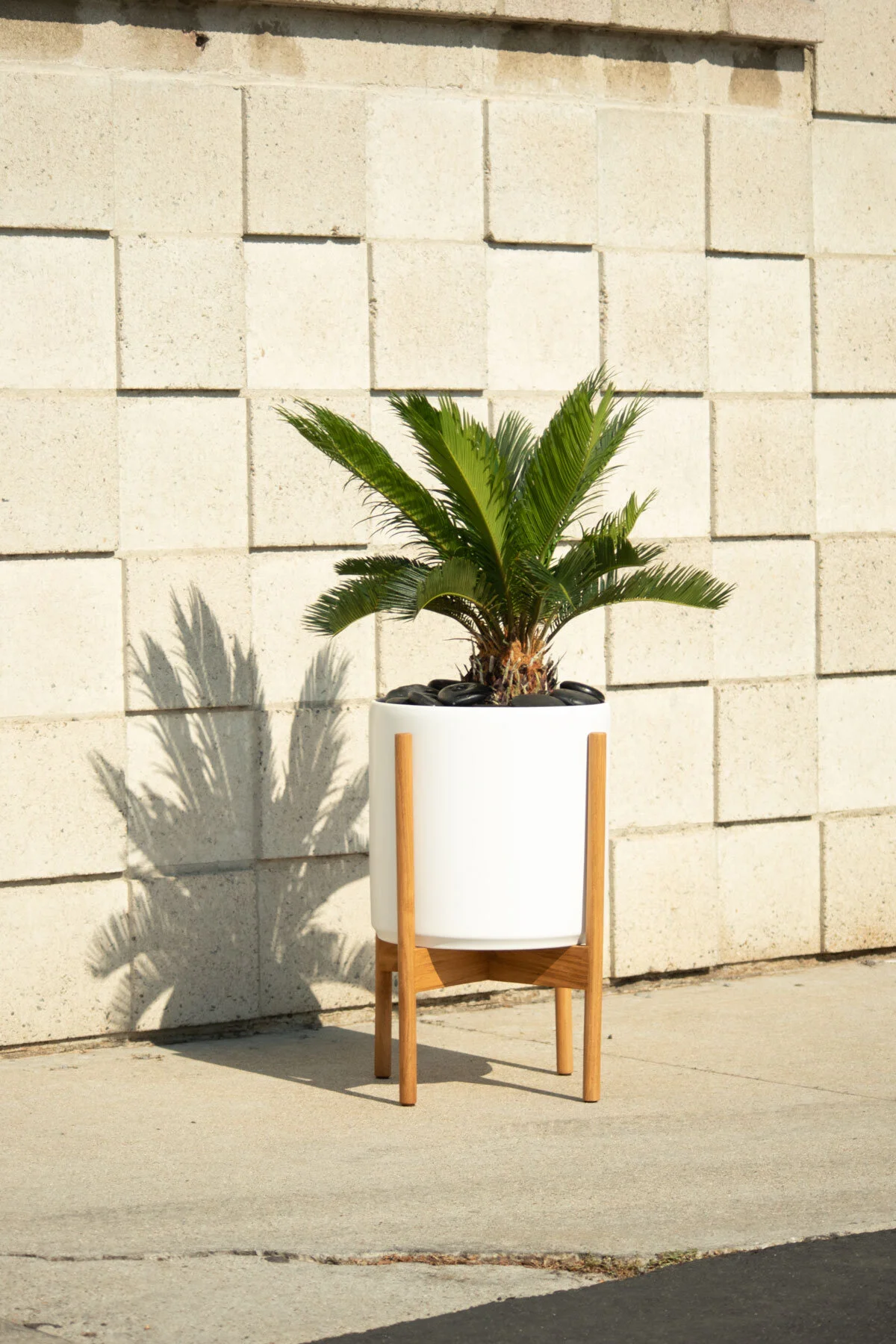 Sago Palm (Cycas revoluta): All You Need To Know