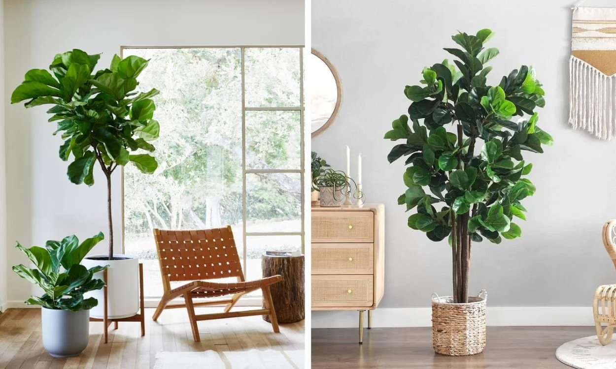 Faux vs. Real: Which Fiddle Leaf Fig Tree Is Right for You? — Plant ...