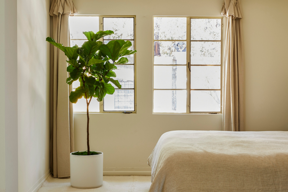 Modern Indoor Tree Png