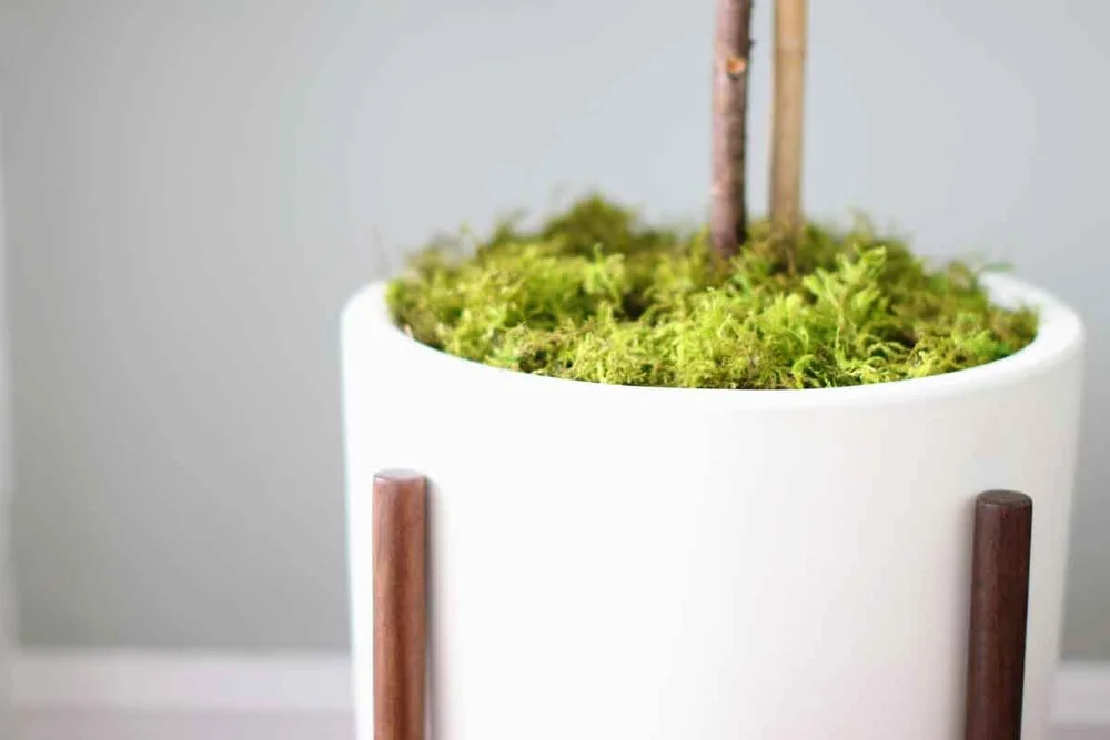 Moss For Plants: What It Is & How To Maintain It — Plant Care Tips and ...