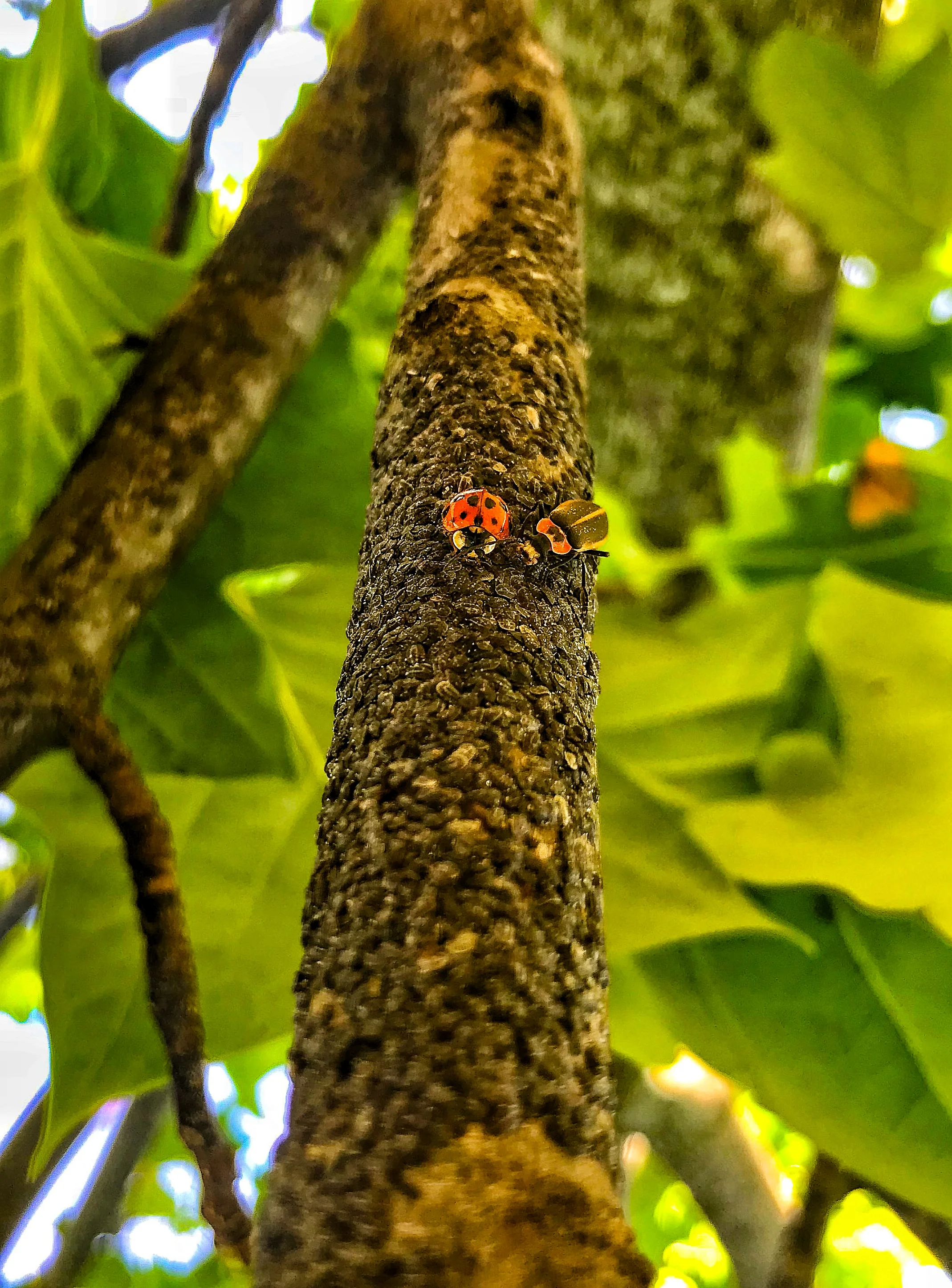 Carroll Tree Service, Inc.