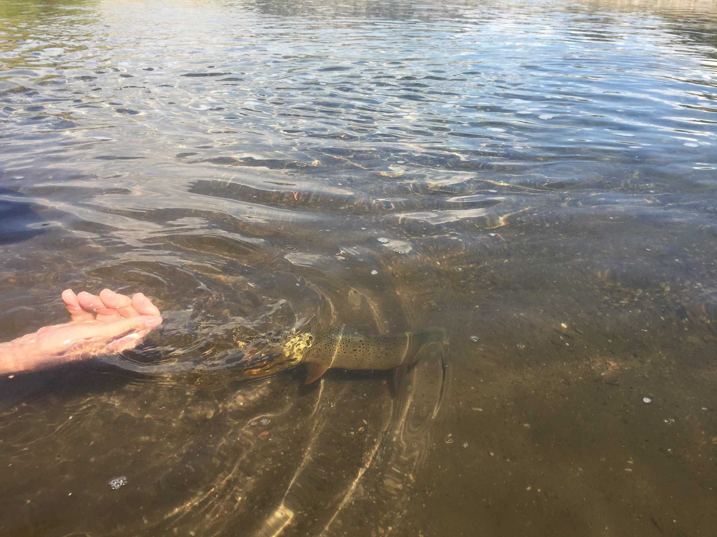 Paradise Valley Spring Creeks — Yellowstone River Outfitters