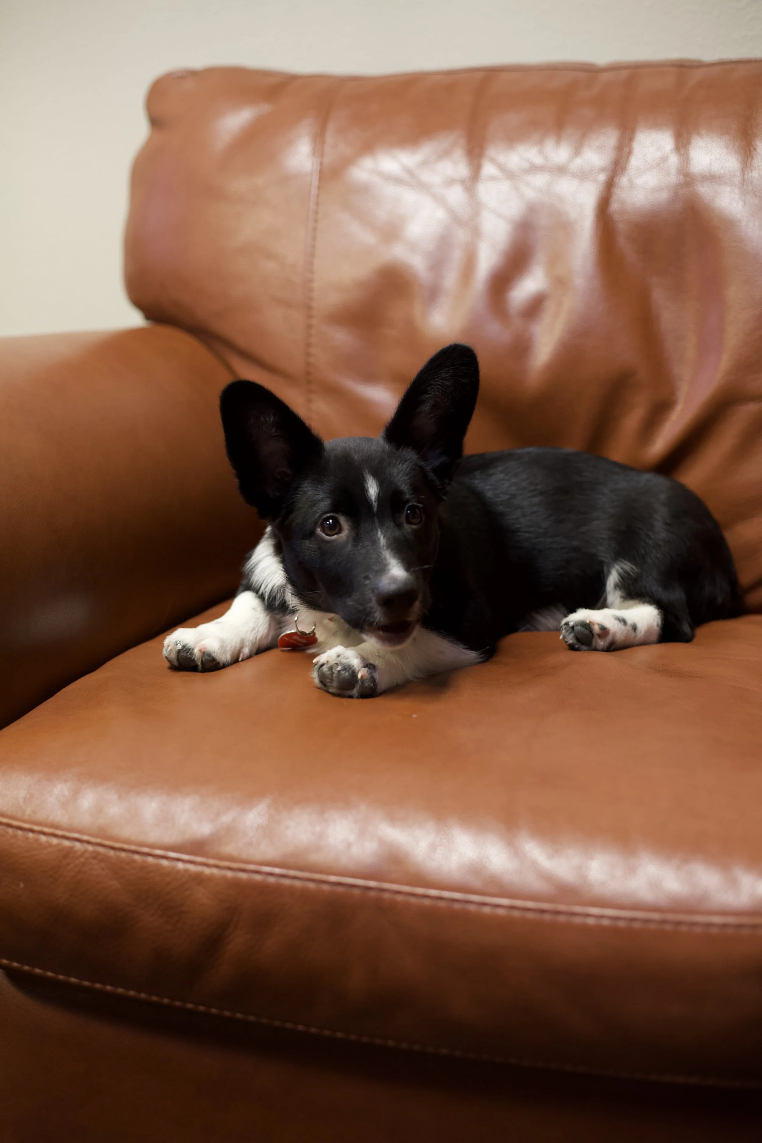 How We Make Our Office Dog-Friendly and Productive — NAV Creative