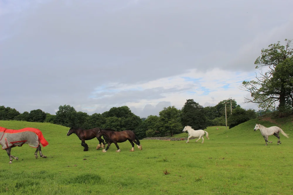 Thinking of Livery — Larkrigg Riding School