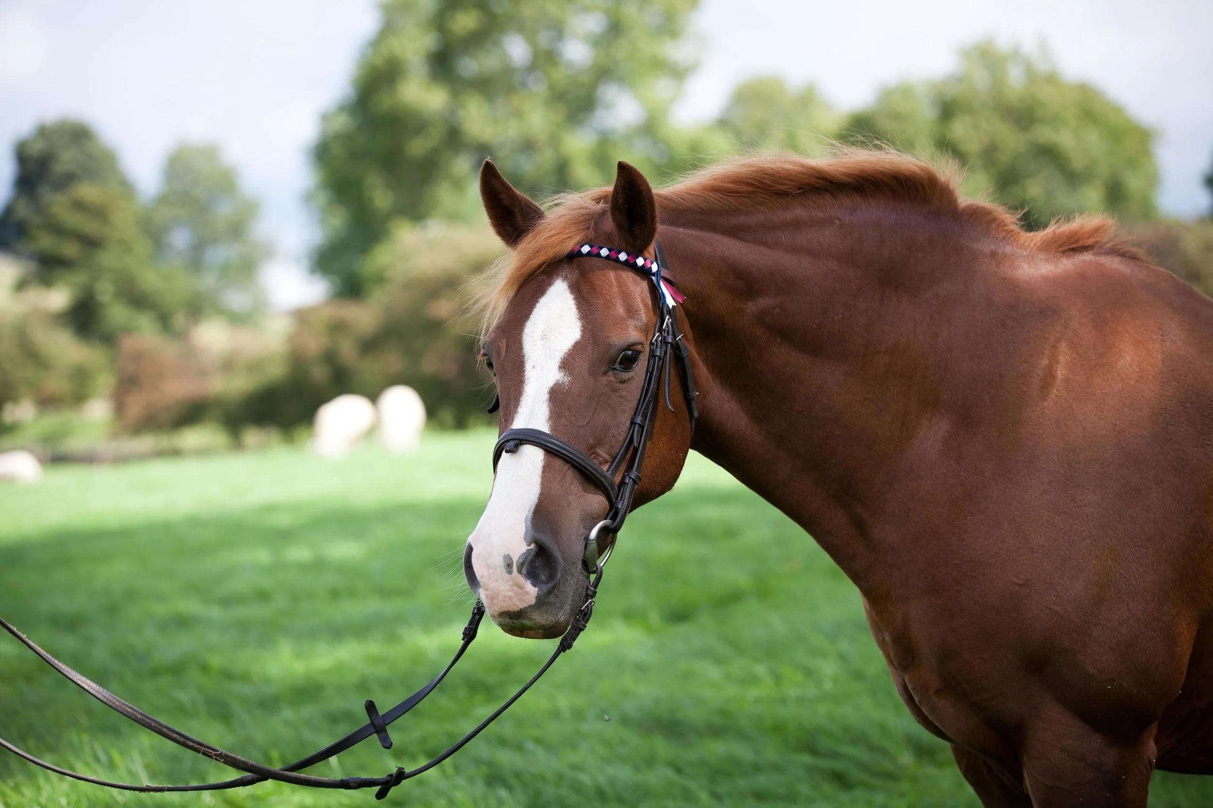 Meet the Ponies — Larkrigg Riding School